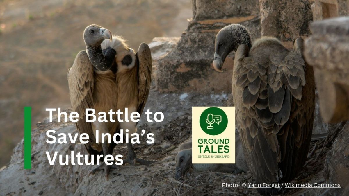 Battle to Save India’s Vultures – Ground Tales